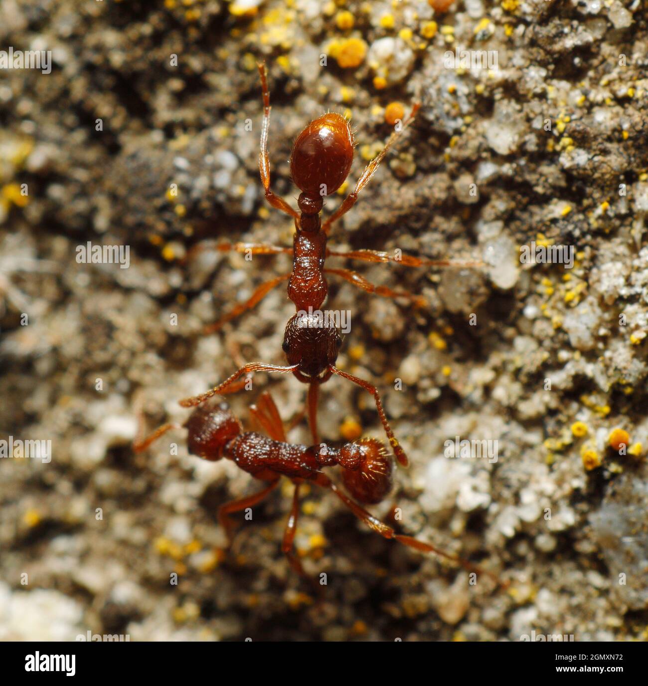 Ant spiracle hi-res stock photography and images - Alamy