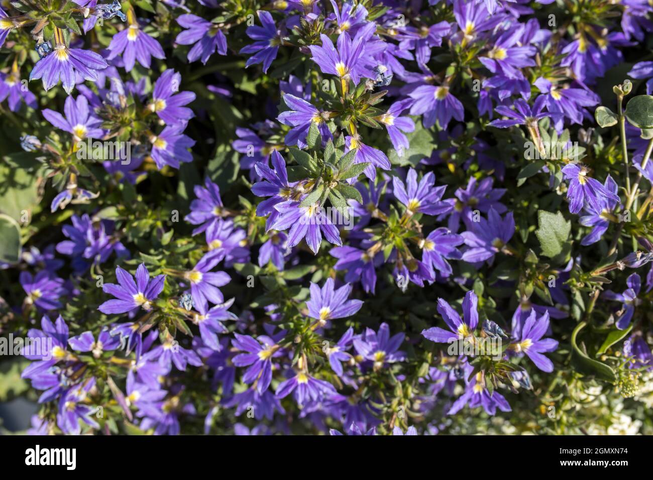 The branches of a plant with blue flowers of scaevola nitida descend ...