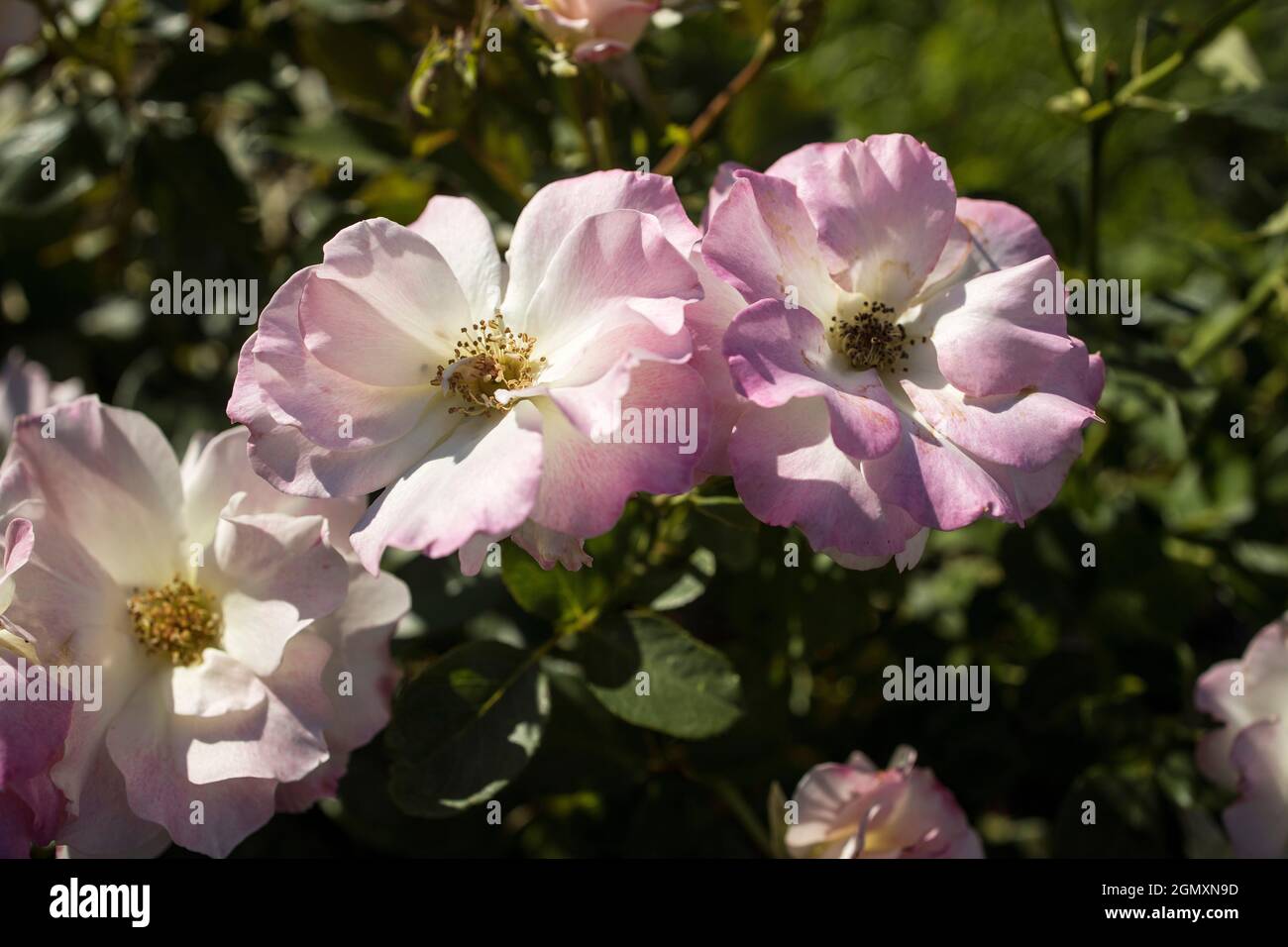 Rosa charles aznavour hi-res stock photography and images - Alamy