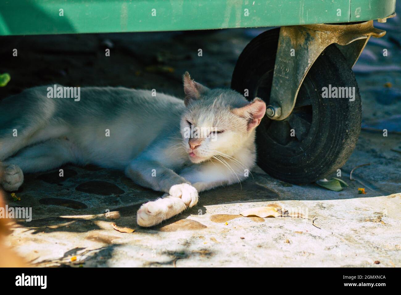 Seville Spain September 15, 2021 Domestic cat in the streets of Seville ...