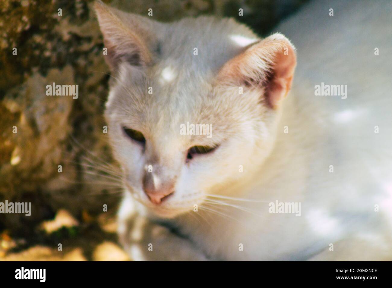 Seville Spain September 15, 2021 Domestic cat in the streets of Seville ...