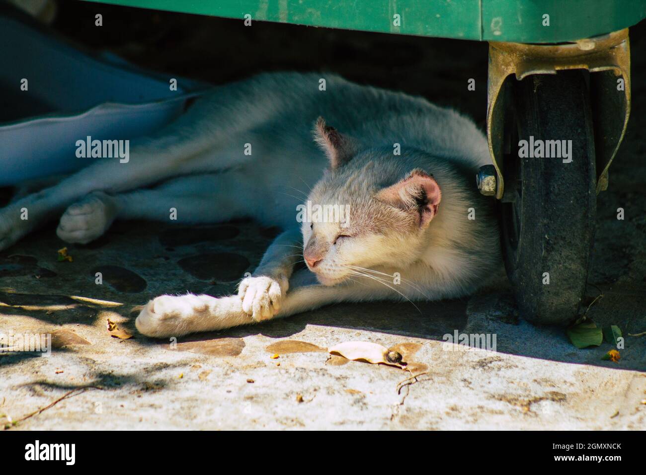 Seville Spain September 15, 2021 Domestic cat in the streets of Seville ...