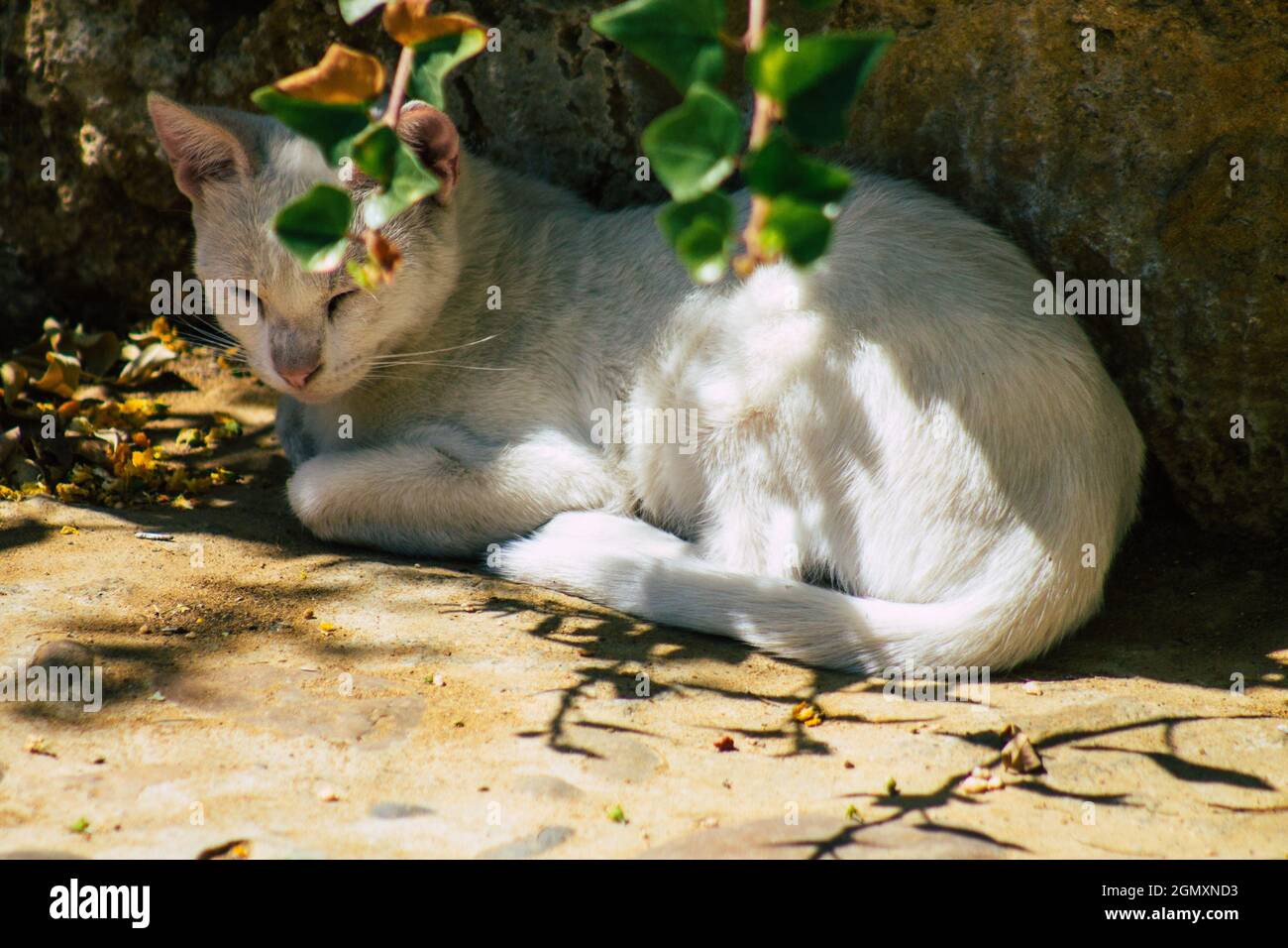 Seville Spain September 15, 2021 Domestic cat in the streets of Seville ...