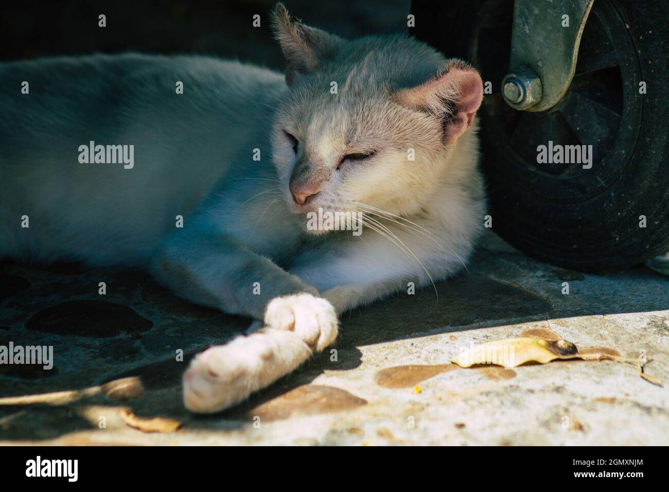 Seville Spain September 15, 2021 Domestic cat in the streets of Seville ...