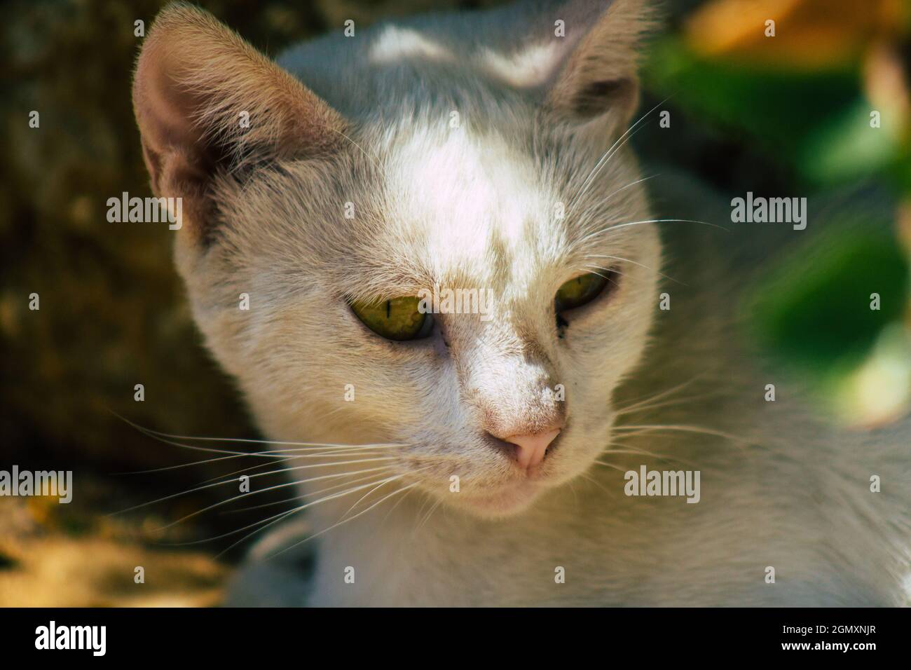 Seville Spain September 15, 2021 Domestic cat in the streets of Seville ...