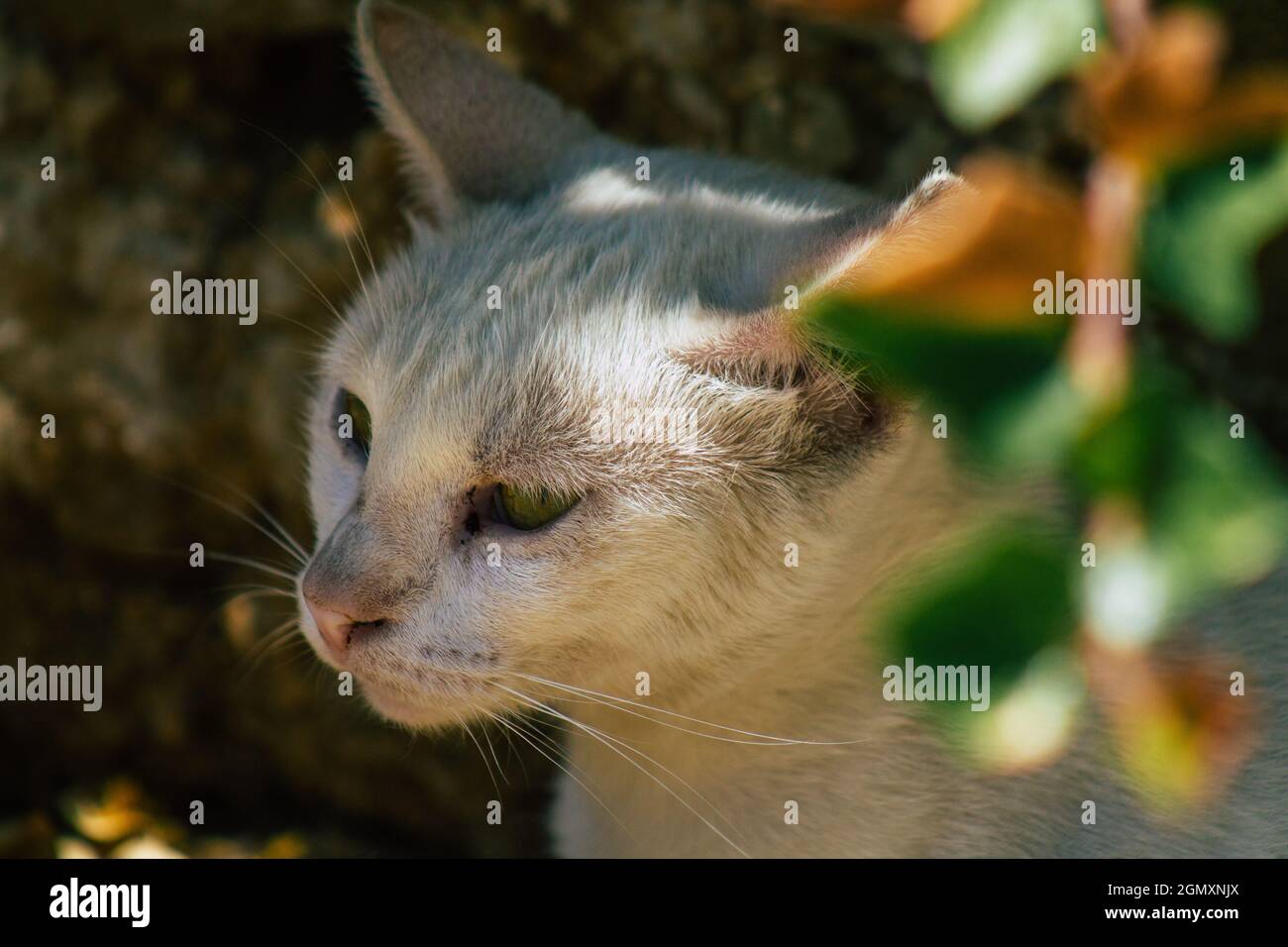 Seville Spain September 15, 2021 Domestic cat in the streets of Seville ...