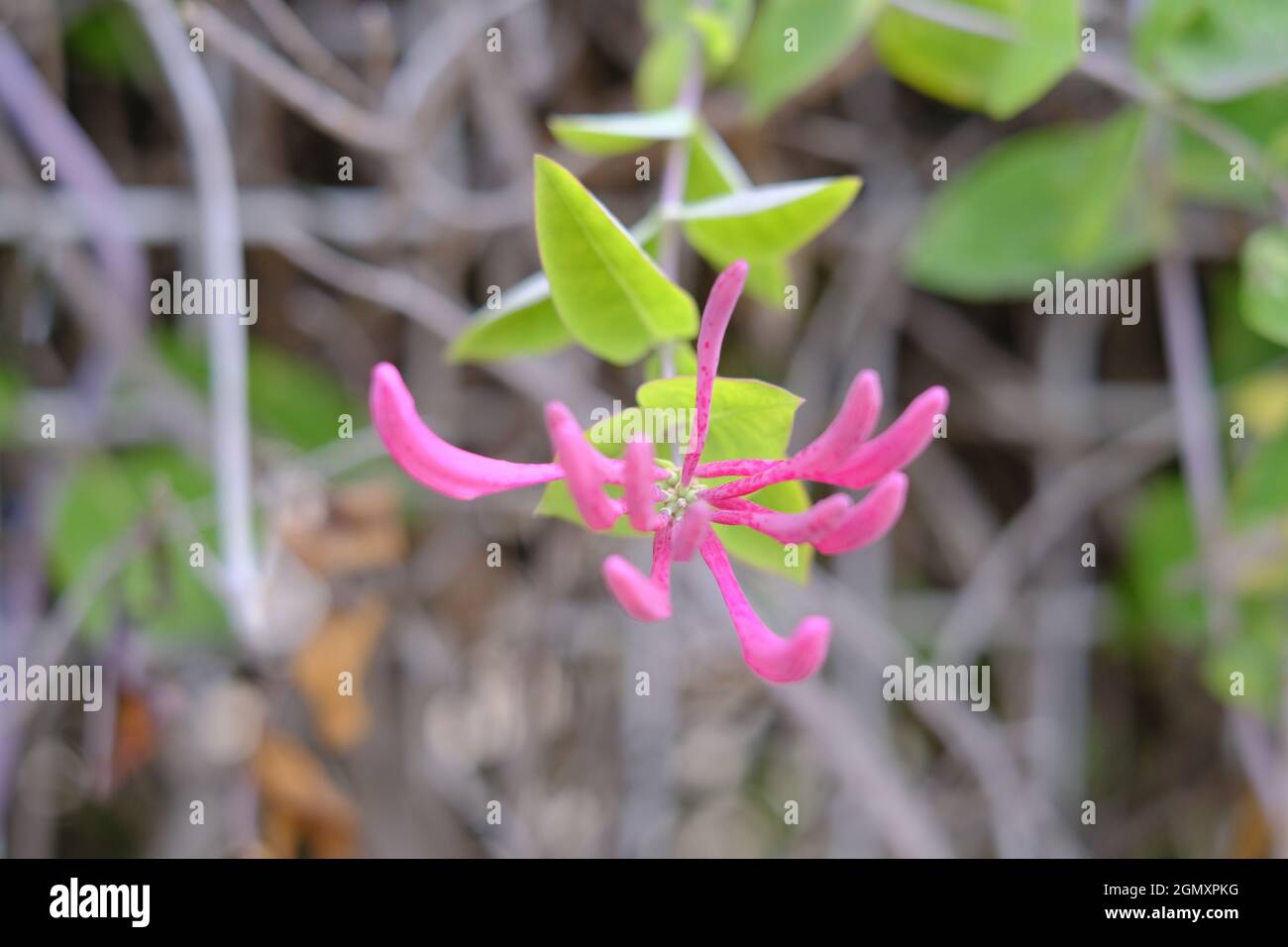 Garden rose honeysuckle hi-res stock photography and images - Alamy