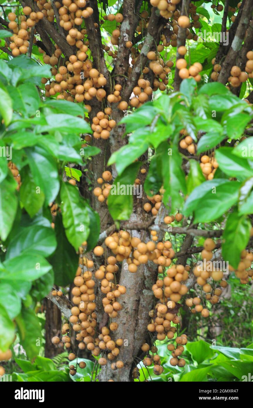 Local fruits in Mekong Delta River southern Vietnam Stock Photo - Alamy