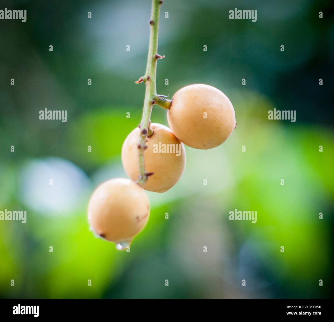 Local fruits in Mekong Delta River southern Vietnam Stock Photo - Alamy