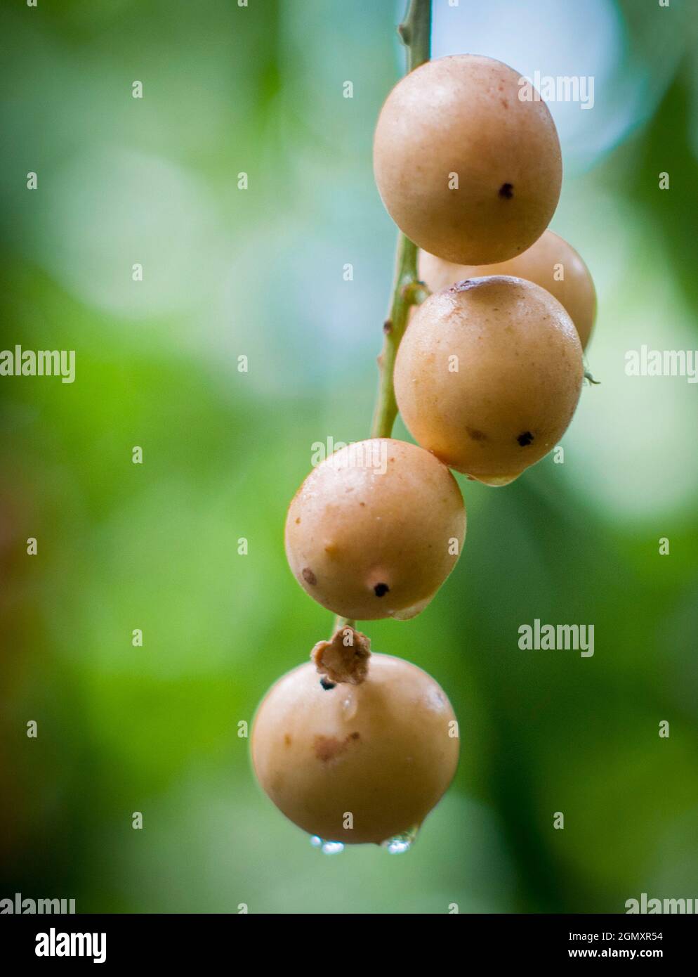 Fruits garden in Mekong Delta Vietnam Stock Photo - Alamy