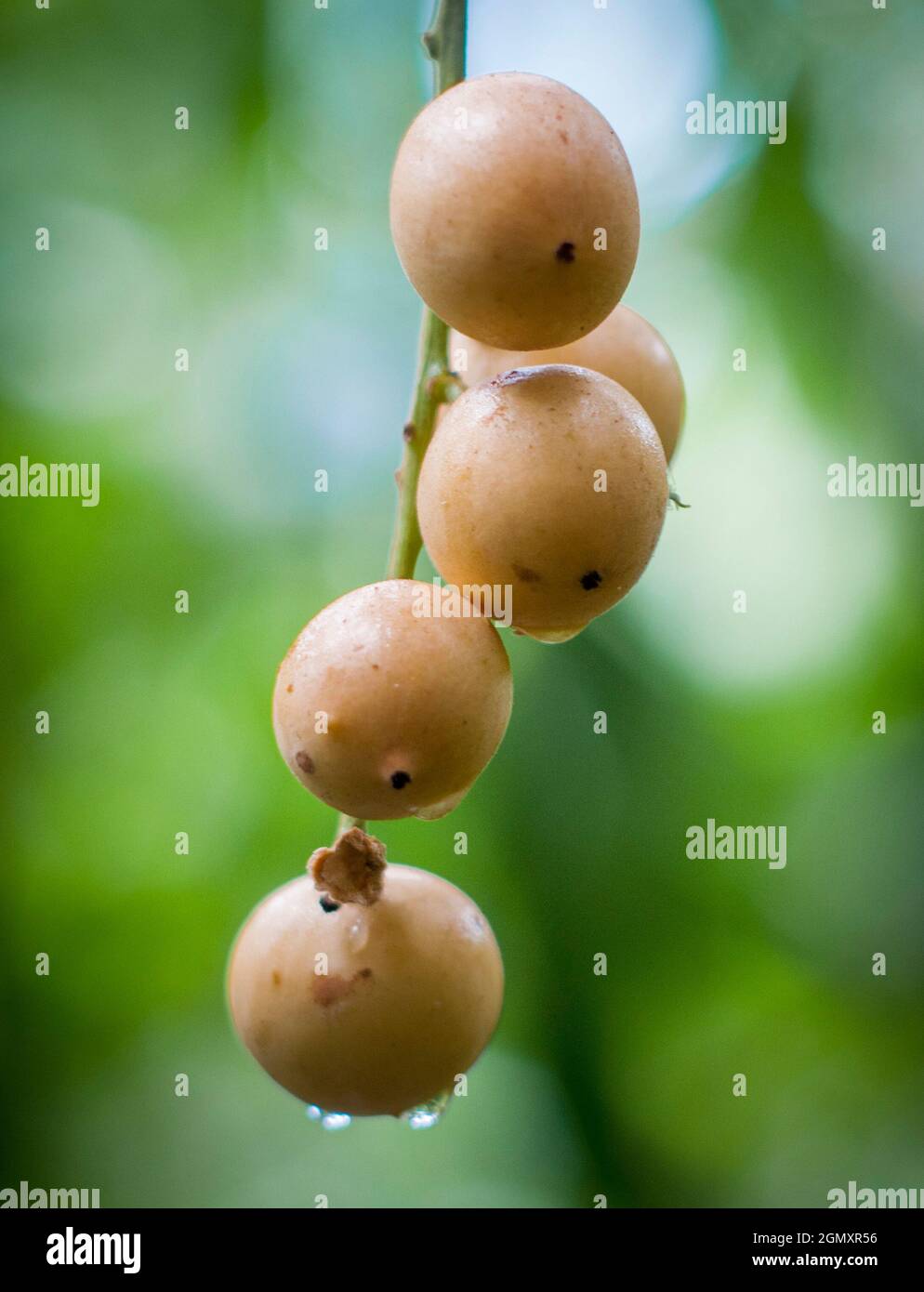 Local fruits in Mekong Delta River southern Vietnam Stock Photo - Alamy
