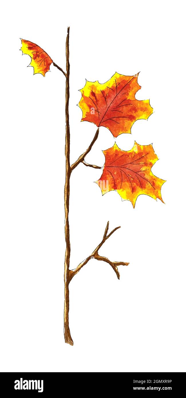 Autumn Branch with orange leaves maple sketch watercolor, hand drawing ...