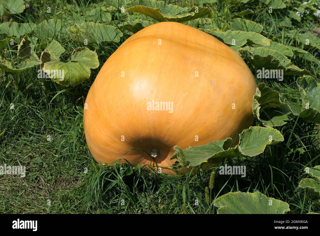 Giant pumpkin close up hi-res stock photography and images - Alamy