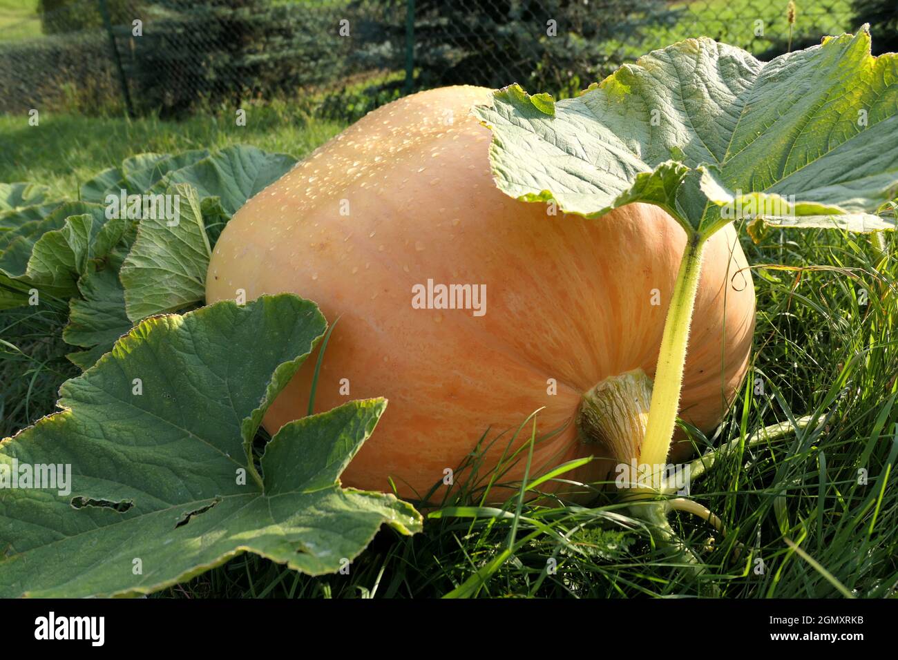 Atlantic Giant pumpkin growing on plant in the garden Stock Photo - Alamy
