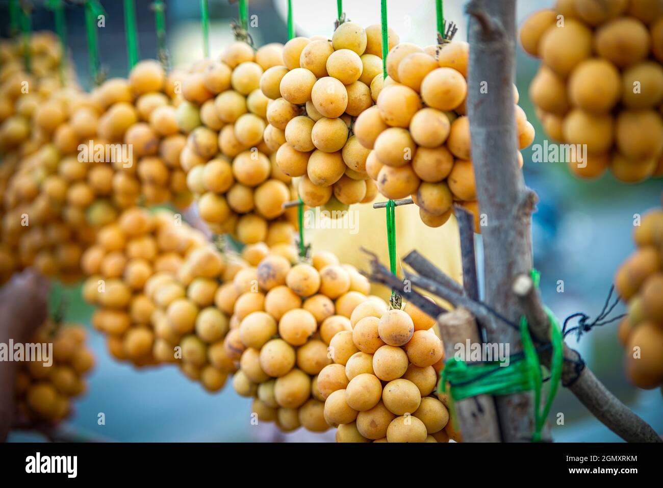 Local fruits in Mekong Delta River southern Vietnam Stock Photo - Alamy