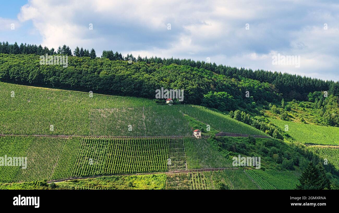 Vineyards in Saarburg in Saarland. View of the vineyards. the mountain ...