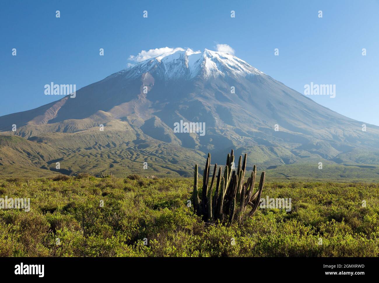 El Misti volcano and cactus, one of the best of volcanoes near Arequipa ...