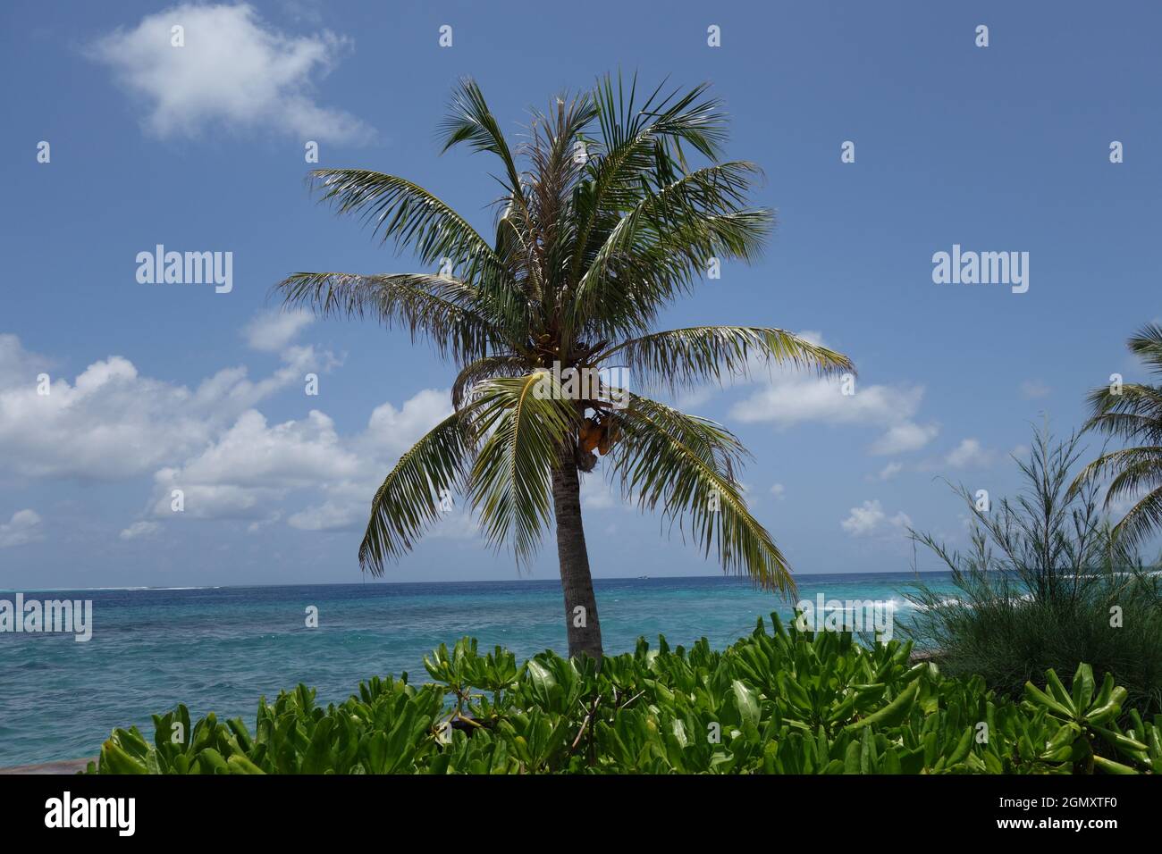 Palm tree and green bushes in front of the indian ocean Stock Photo - Alamy