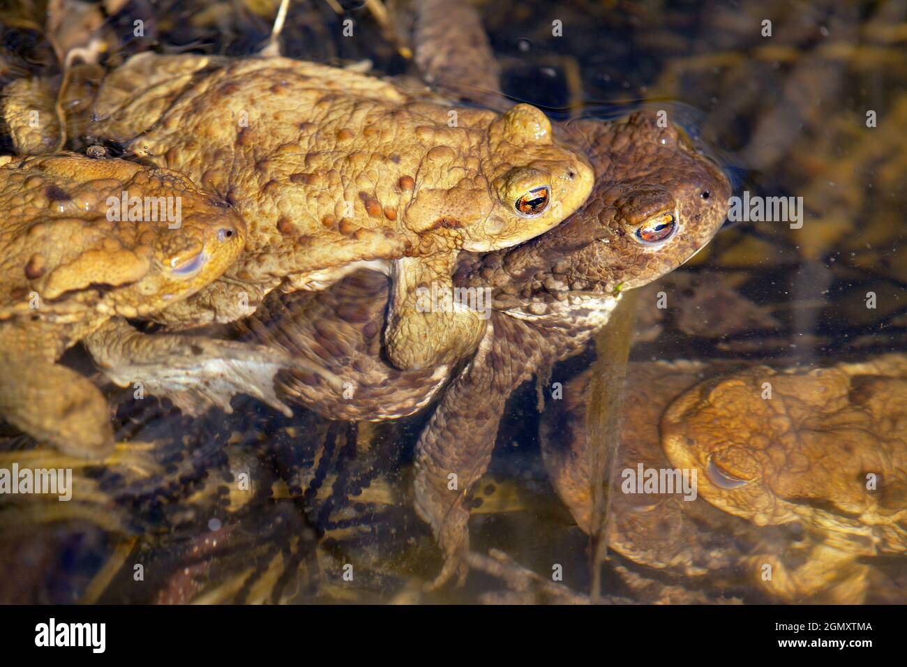 Common or European toad brown colored, Mating toads in the pond Stock ...