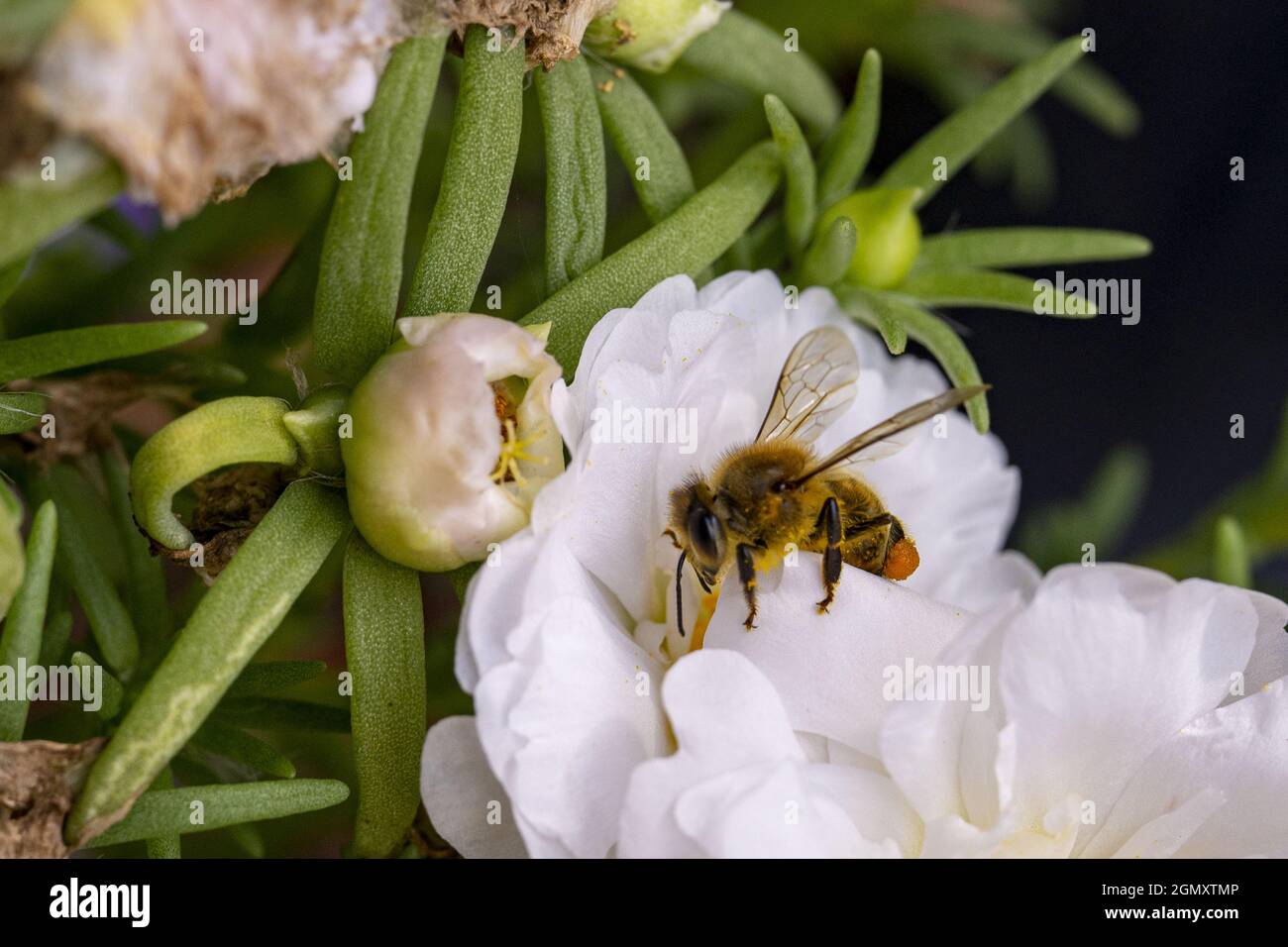 Closeup of the bee collecting nectar from flowers Stock Photo - Alamy