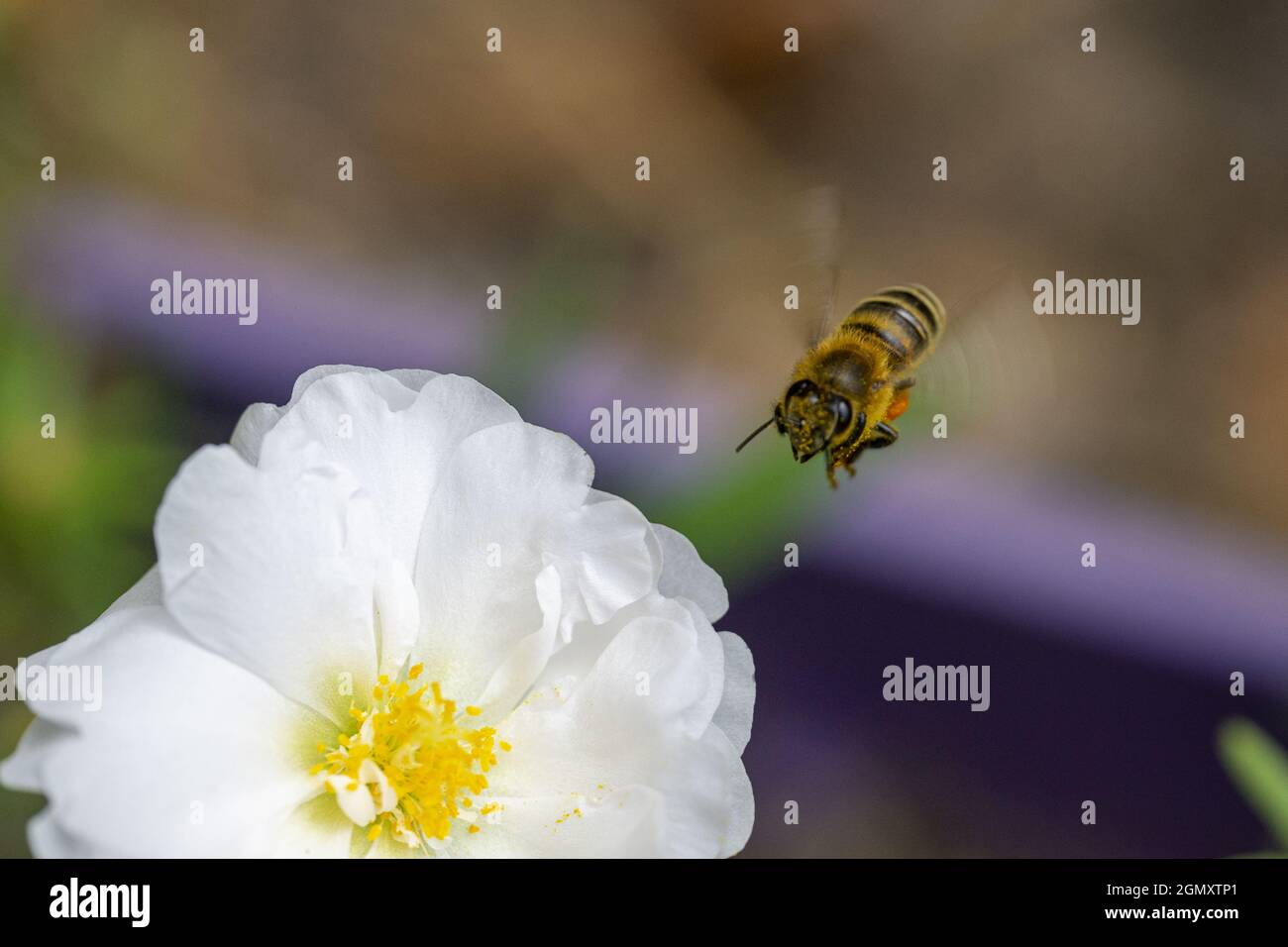 Closeup of the bee flying towards the flower Stock Photo - Alamy