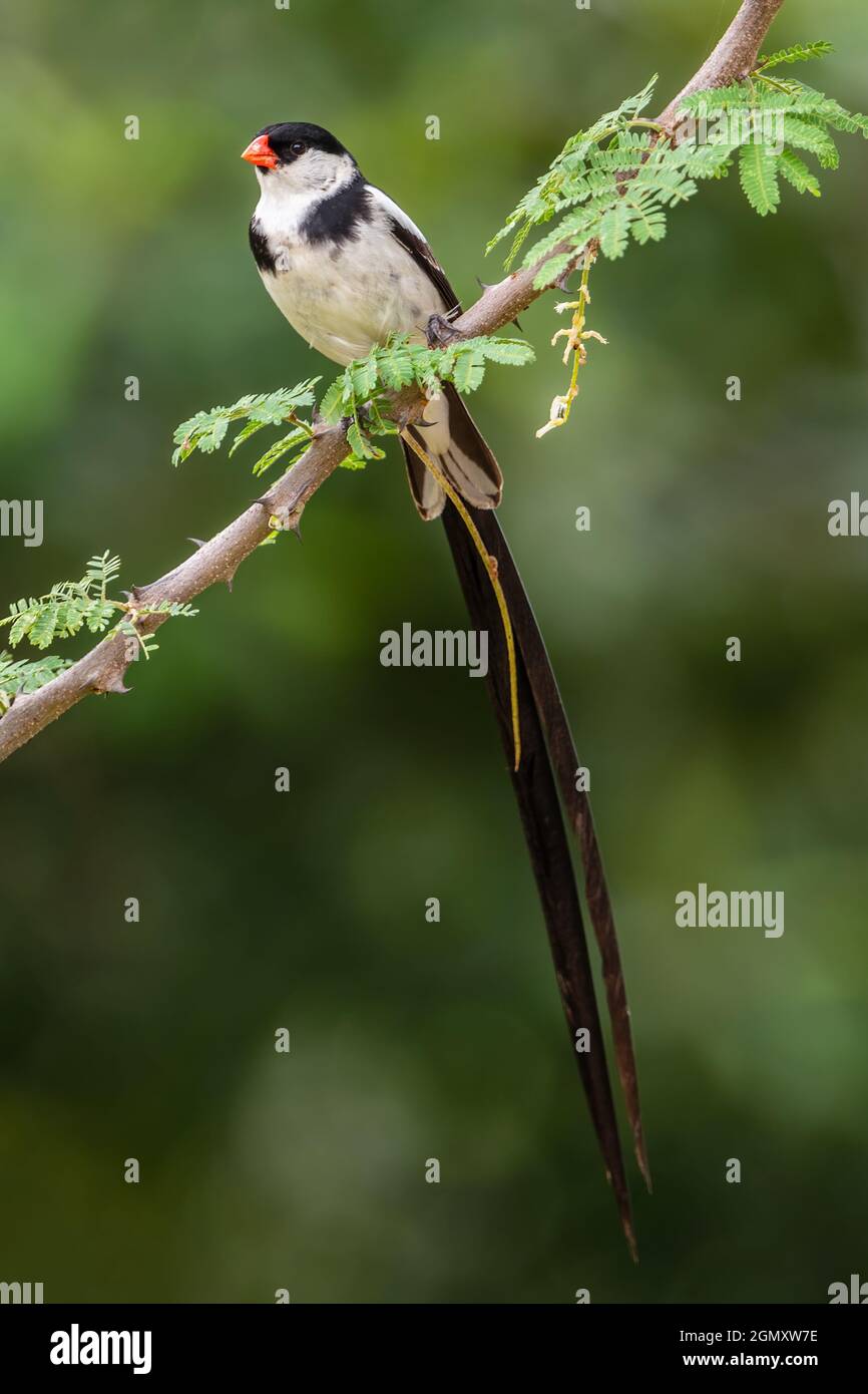 Pin-tailed Whydah - Vidua macroura, beautiful small long tailed ...