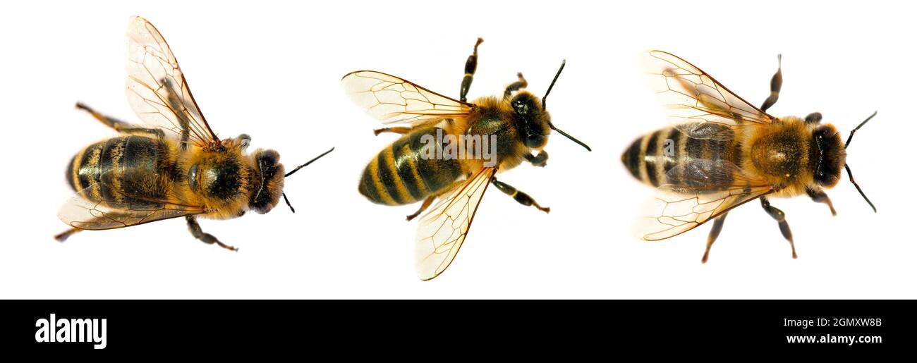 Set of three bees or honeybees in Latin Apis Mellifera, european or ...