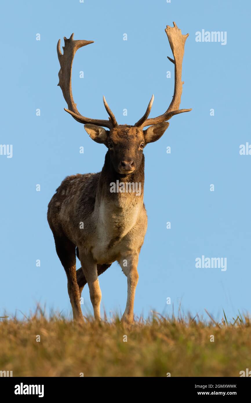 Fallow deer walking on grassland in front vertical shot Stock Photo - Alamy