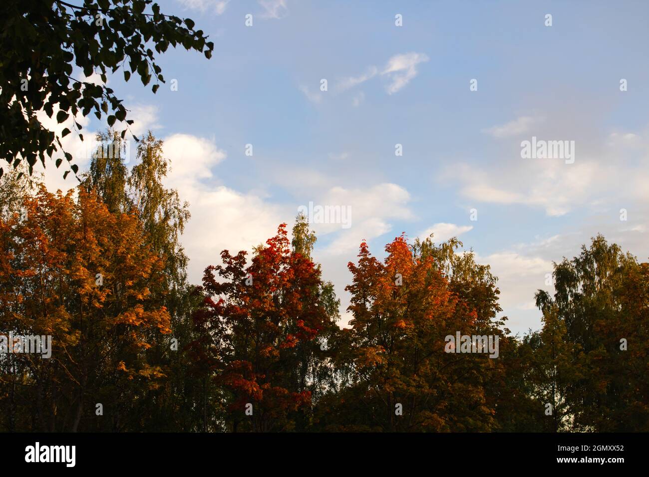 Orange tree tops hi-res stock photography and images - Alamy