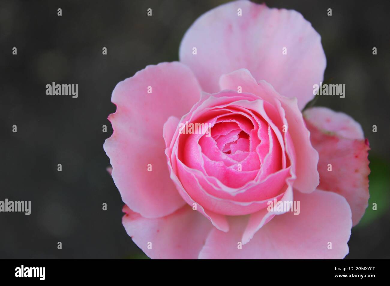 Bright pink rose growing in the sunny summer garden Stock Photo - Alamy