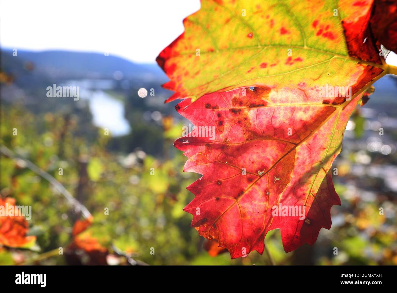 Erlenbach, Germany. 21st Sep, 2021. An autumn-colored vine leaf hangs ...