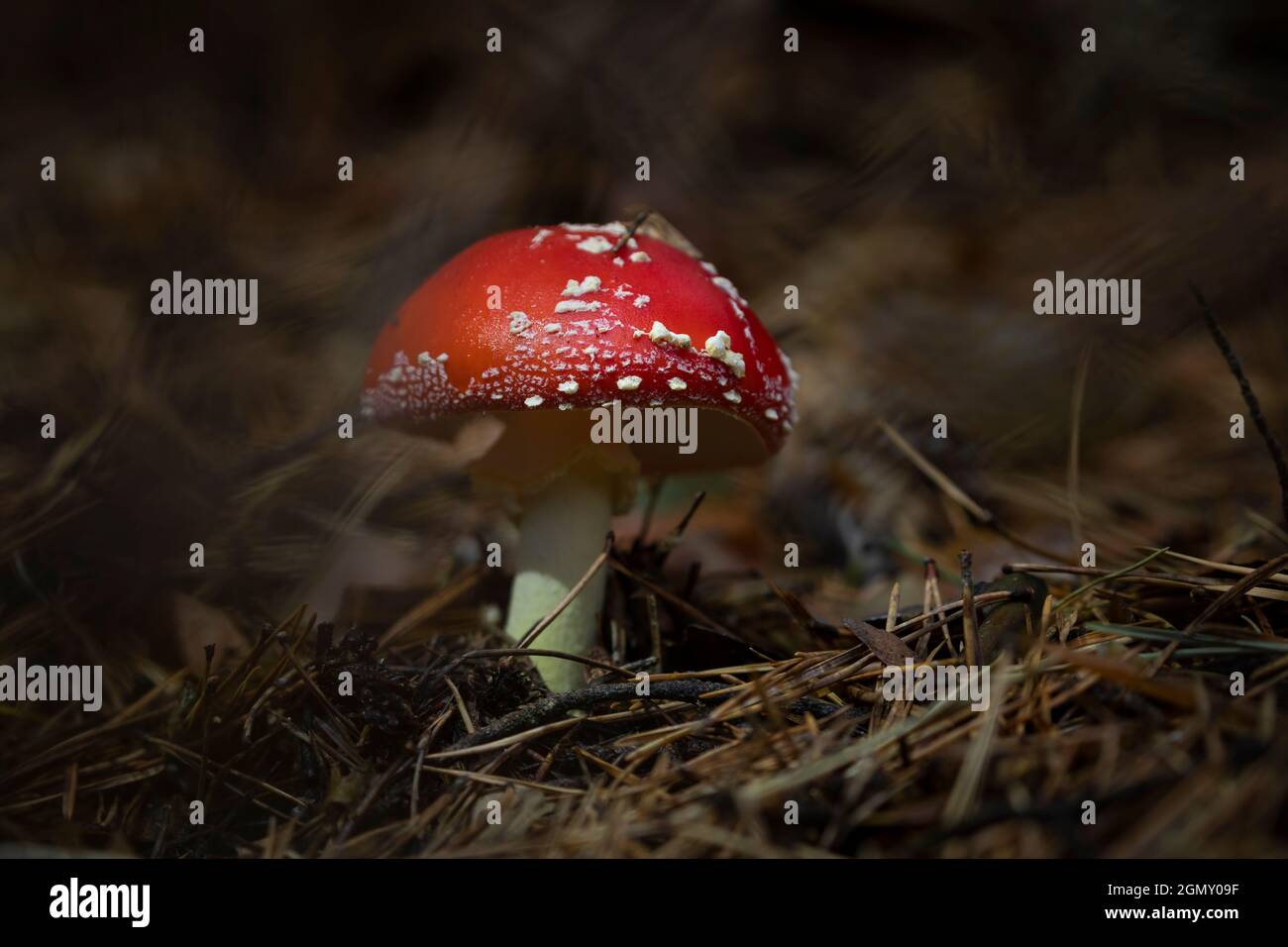 Specimen of Amanita muscaria, or fly agaric, a red mushroom with white ...