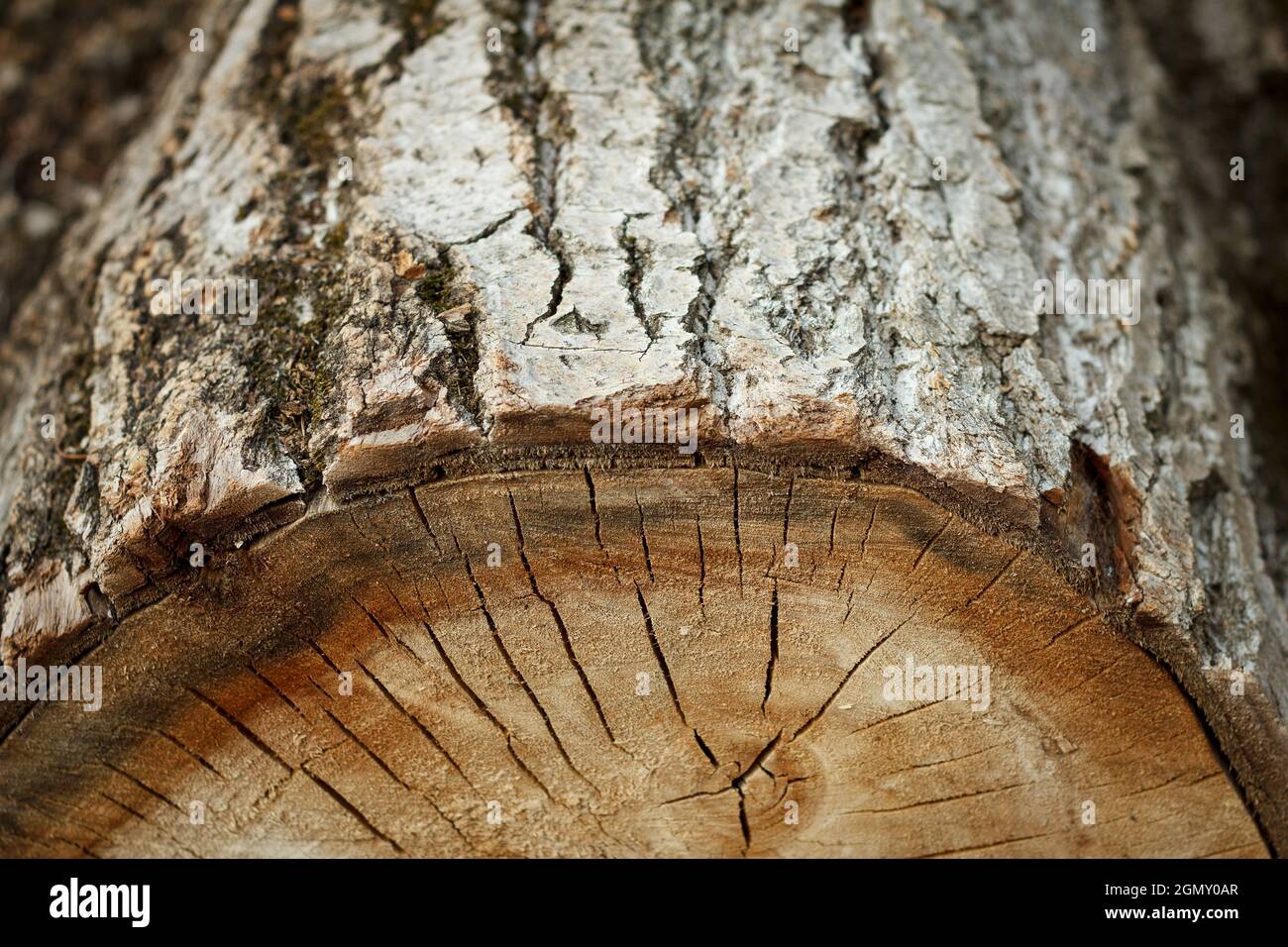 Big dry tree trunk in a section, fresh flat cut Stock Photo - Alamy