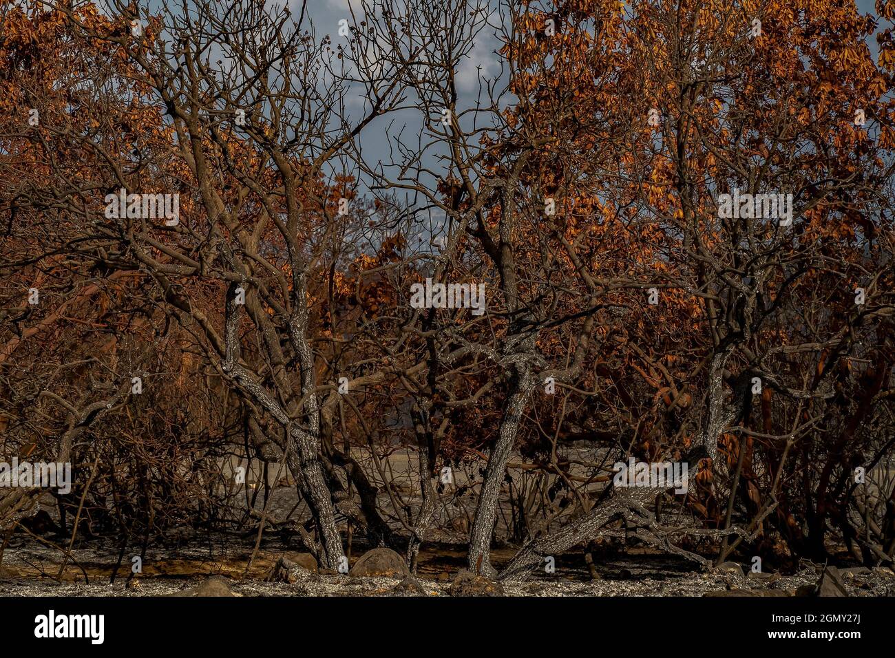Mediterranean woodlands burnt by a wildfire in the Judea mountains ...