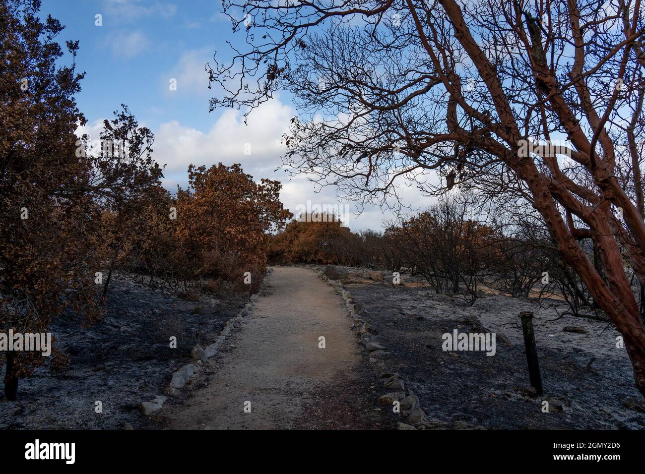 A path in mediterranean woodlands burnt by a wildfire in the Judea ...
