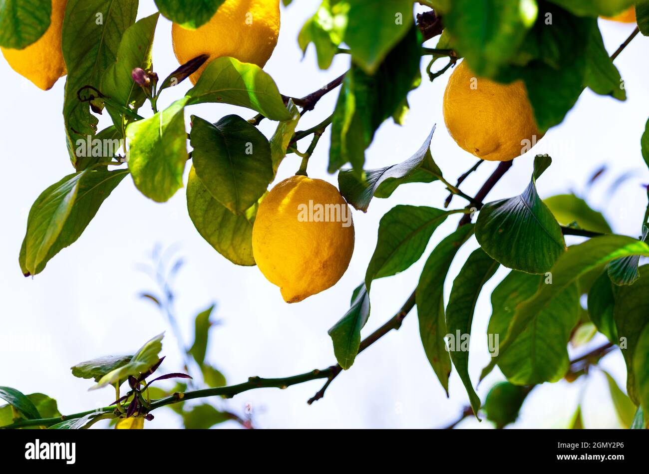 lemon trees with ripe yellow lemons in citrus orchard. beautiful nature ...
