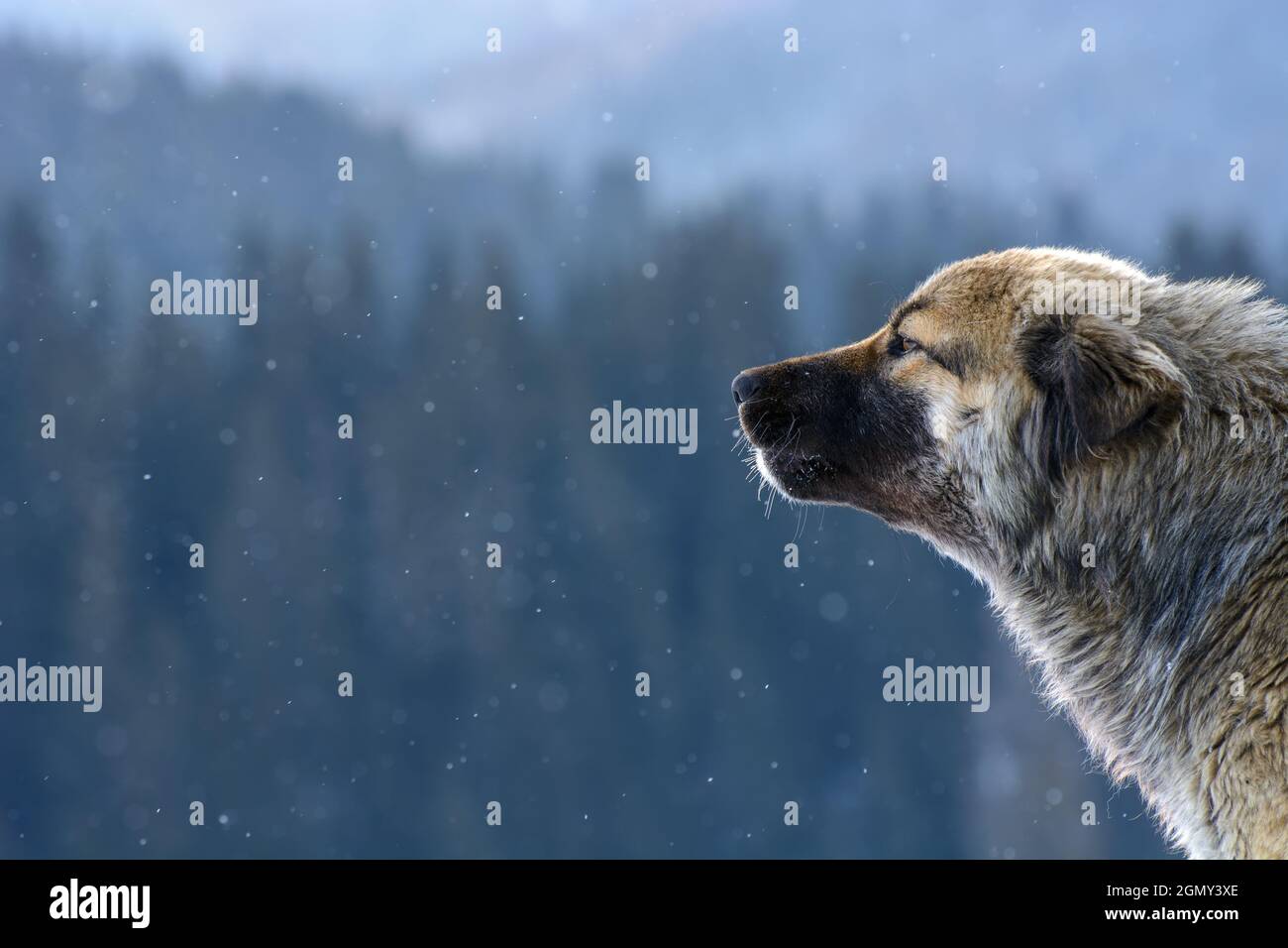 Romanian Sheepdog High Resolution Stock Photography and Images - Alamy