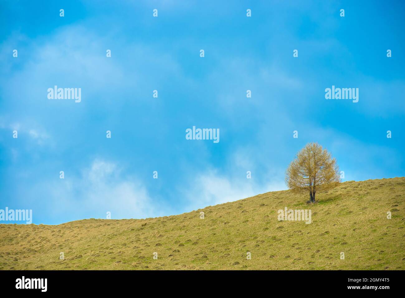 Top view european larch tree hi-res stock photography and images - Alamy