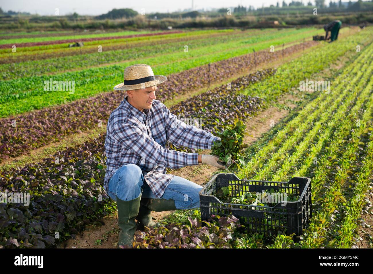 Portrait of focused male farm worker gathering harvest of organic ...