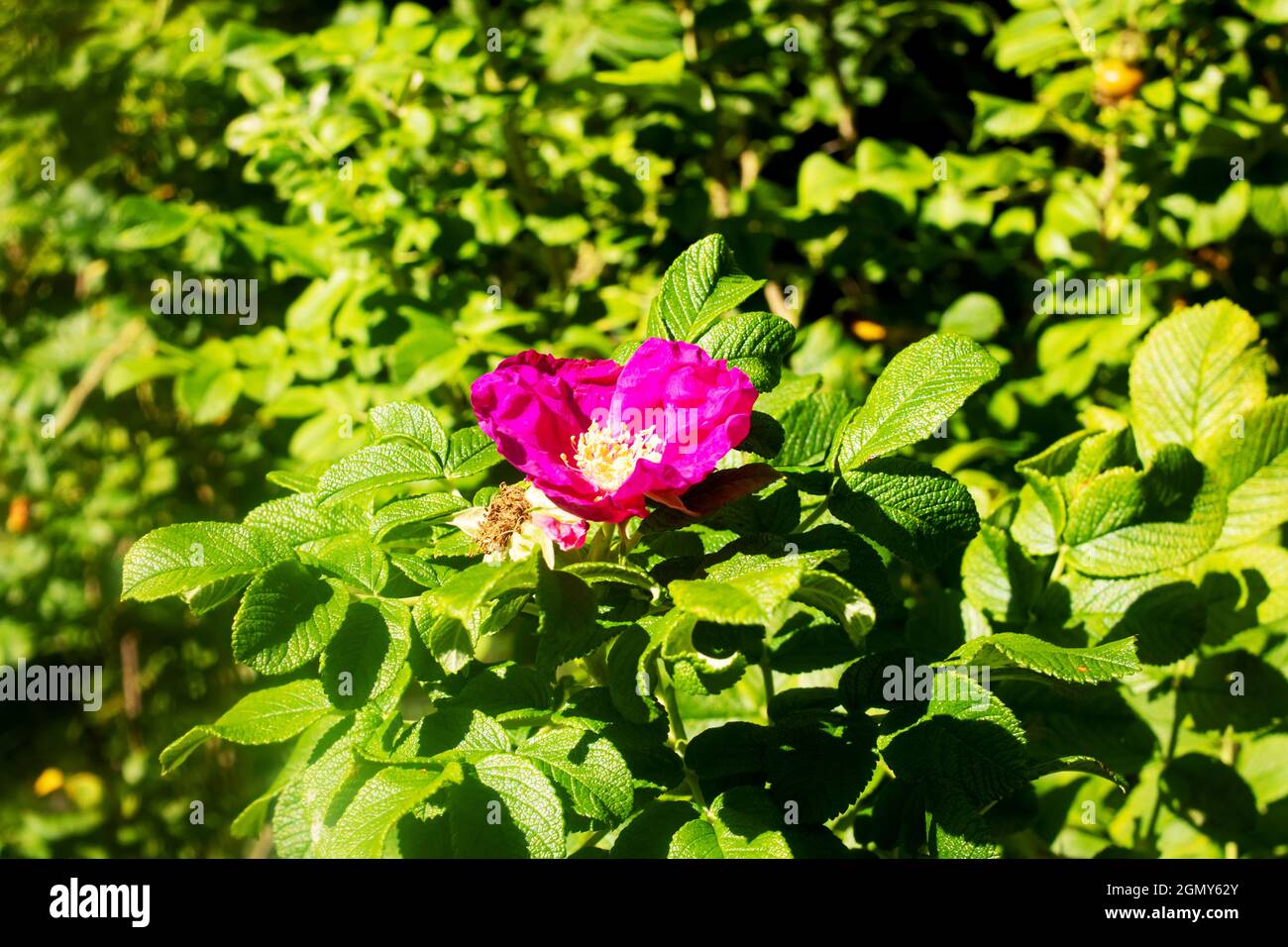 Rosehip bud on green leaves background close up Stock Photo - Alamy