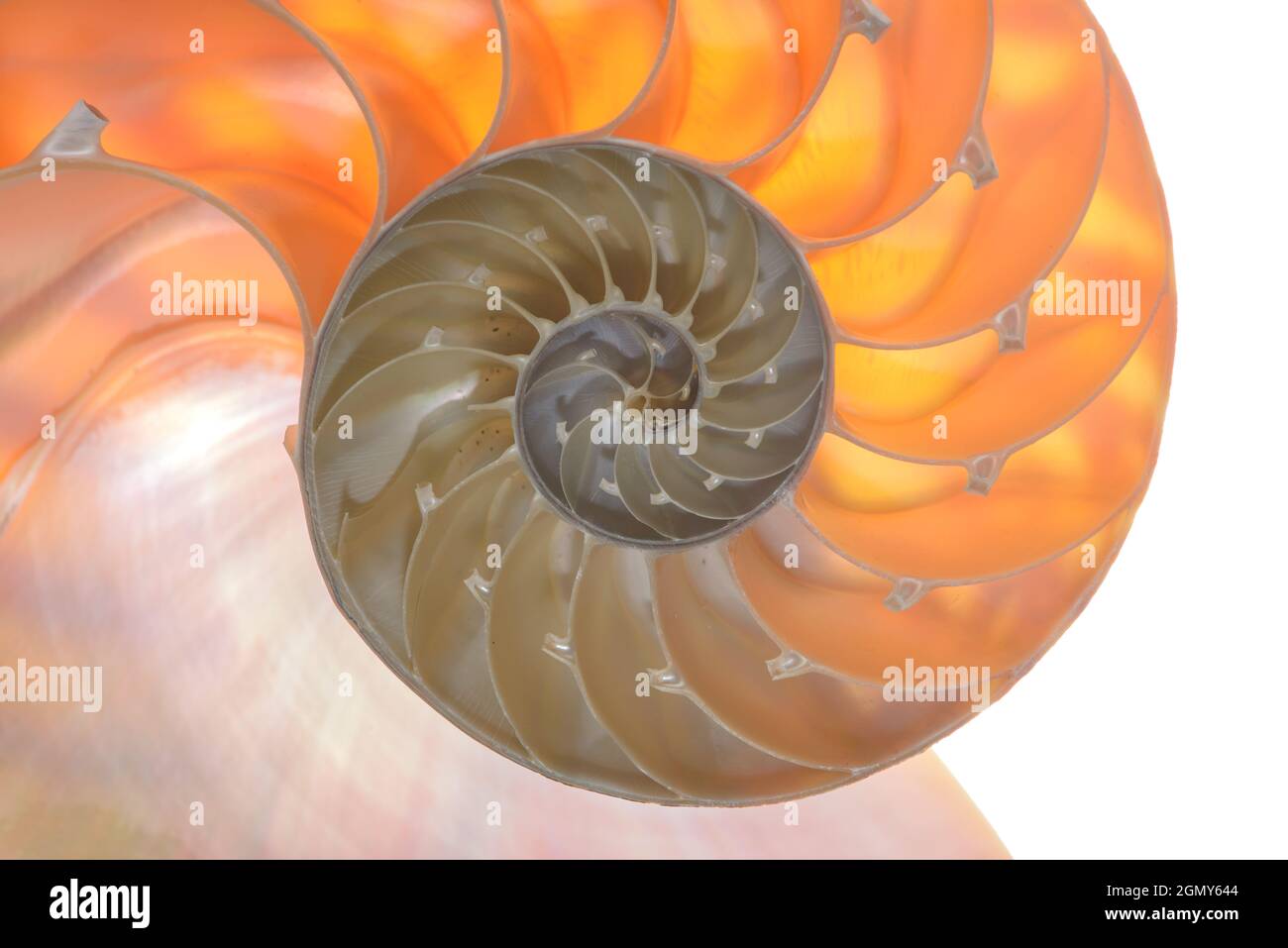 Cross section chambered nautilus shell hi-res stock photography and ...