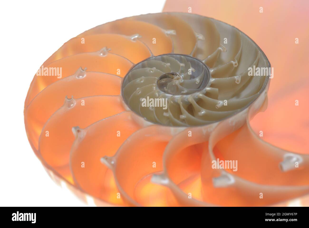 Cross section chambered nautilus shell hi-res stock photography and ...