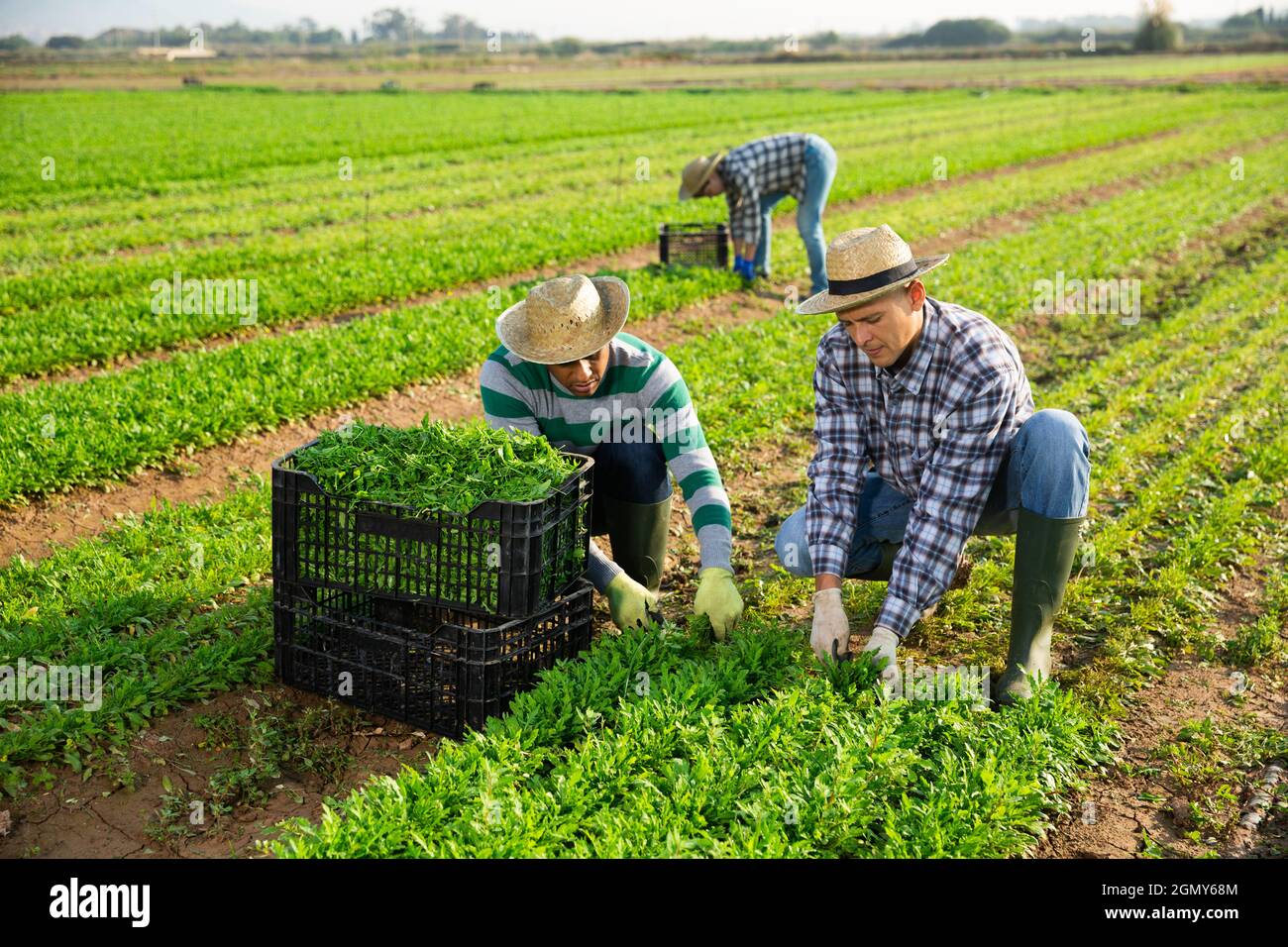Farm workers picking leafy hi-res stock photography and images - Alamy