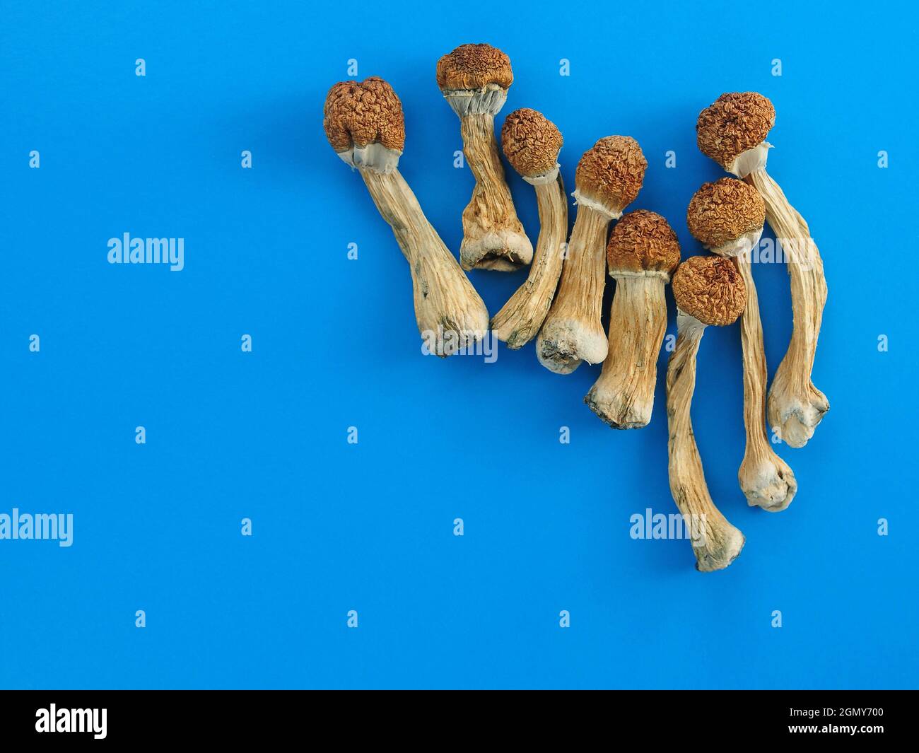 Dry psilocybin mushrooms on bright blue background. Psychedelic magic ...