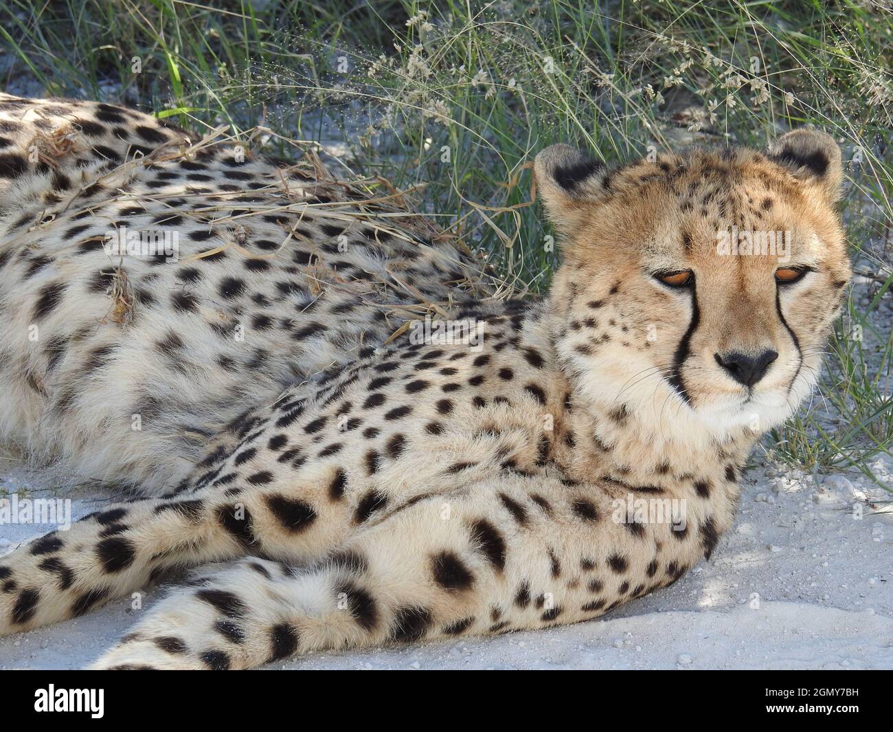 Cheetah laying on the ground Stock Photo - Alamy