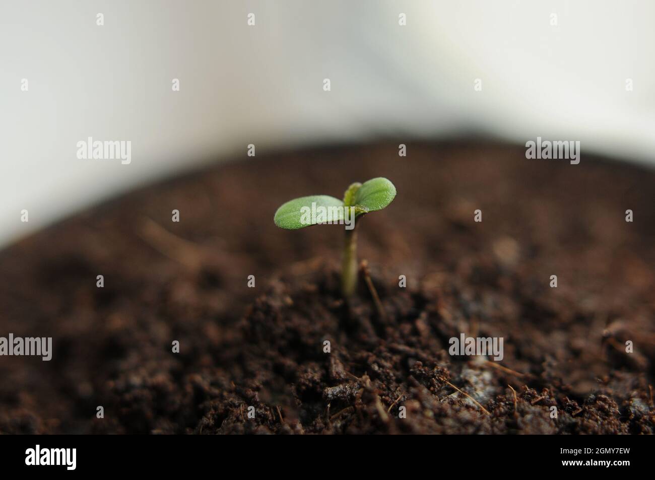 Cannabis sprout close-up isolated in soil background. Fresh young ...