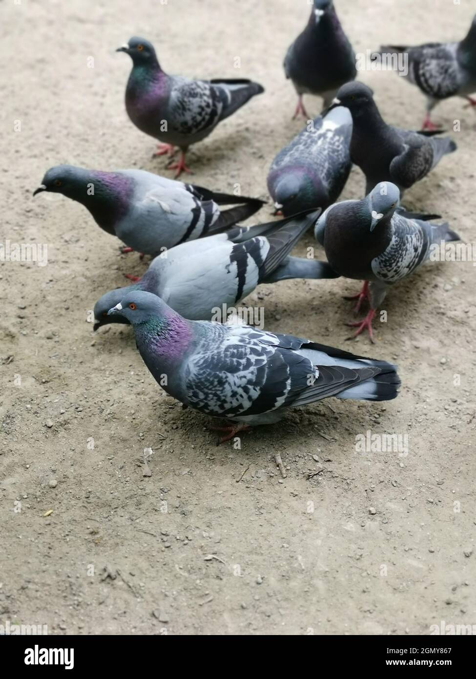 Pigeons group flying hi-res stock photography and images - Alamy
