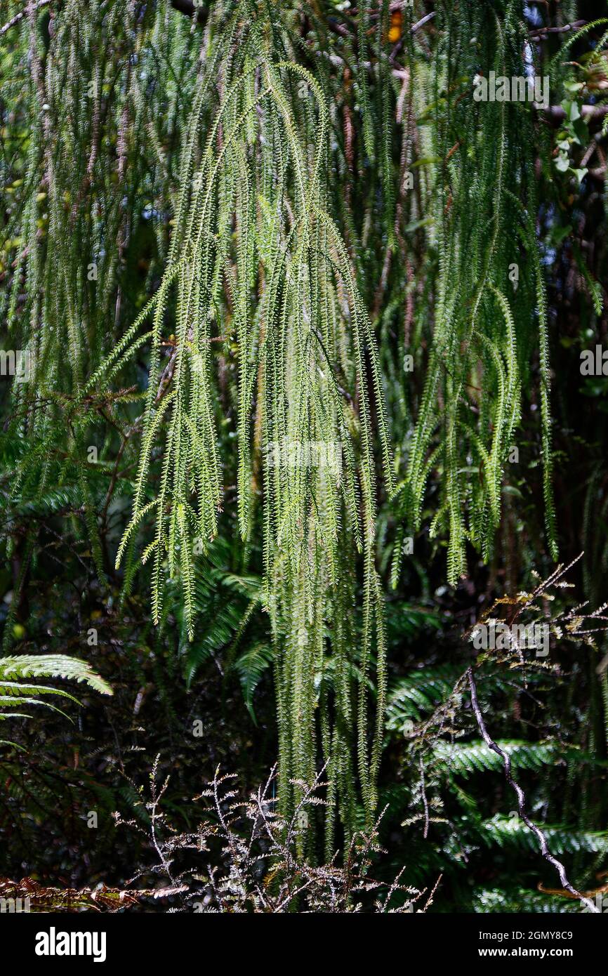 Branch of fern hi-res stock photography and images - Alamy
