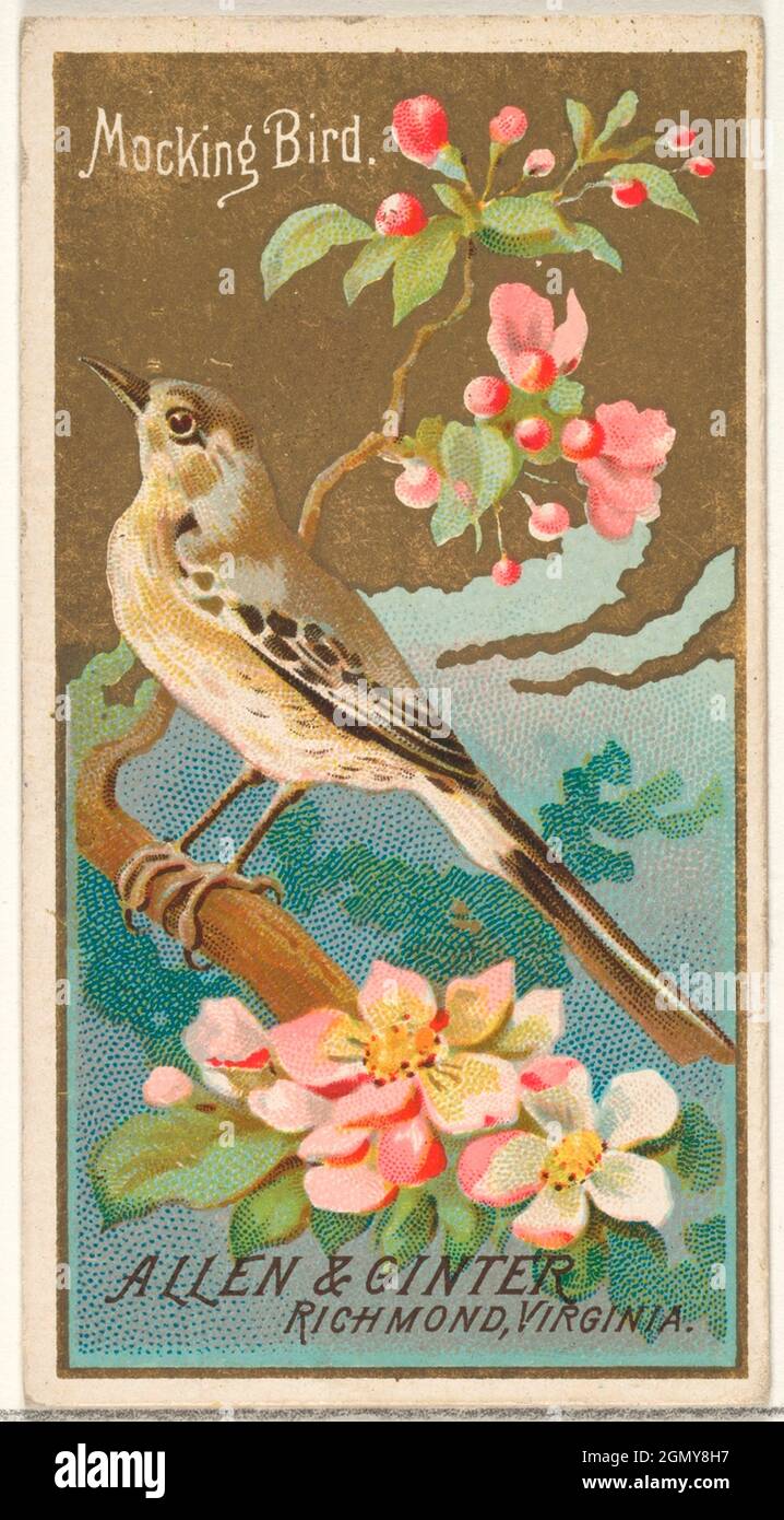 American mockingbird hi-res stock photography and images - Alamy