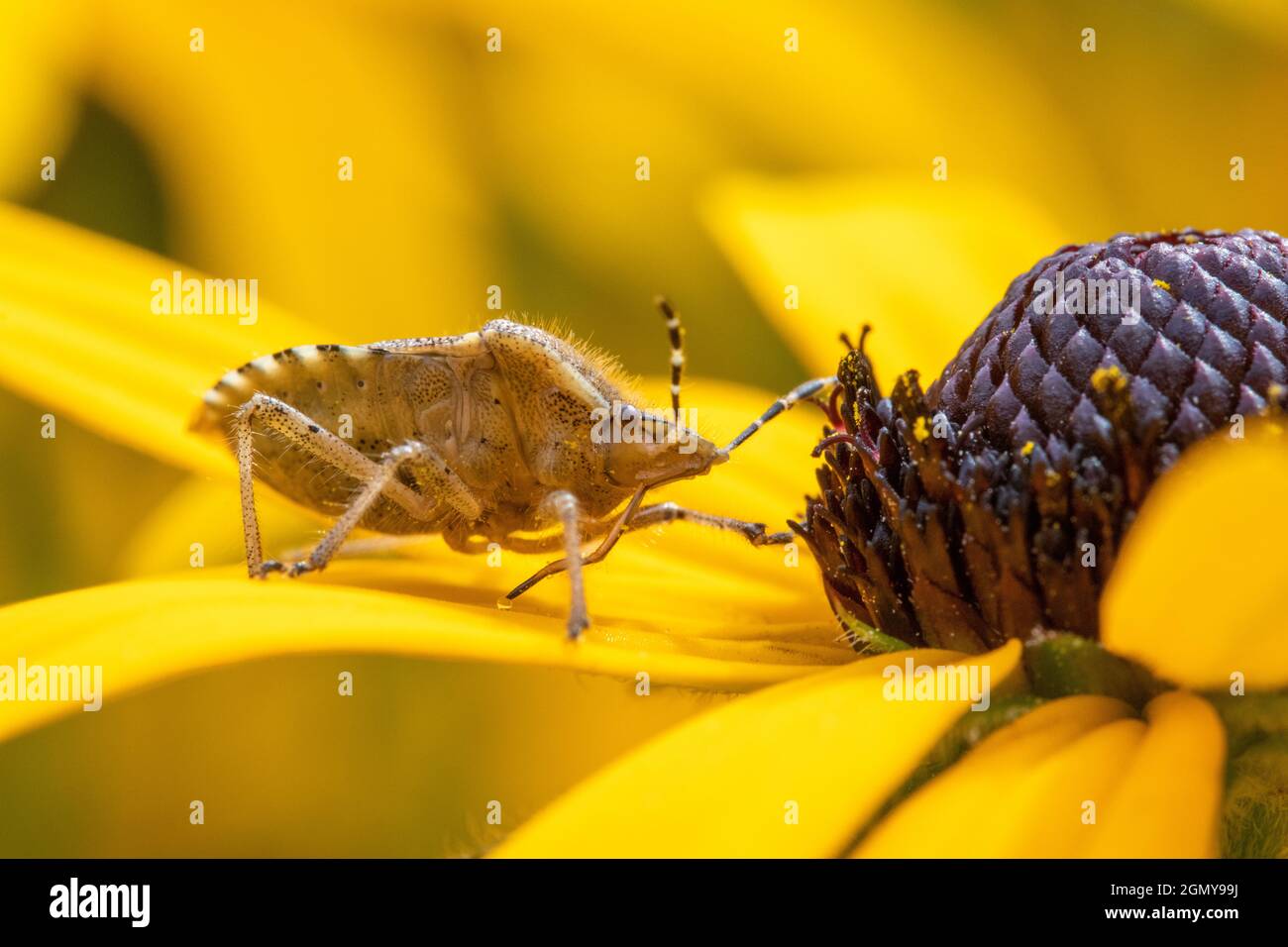 Brown marmorated stink bug (Halyomorpha halyson) on Rudbeckia ...